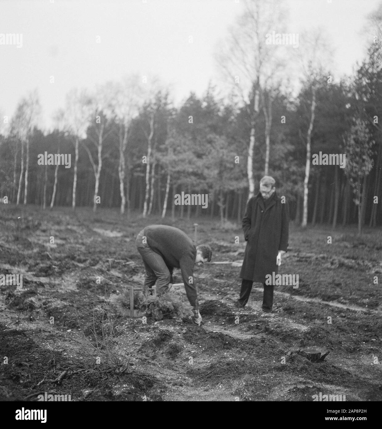 forestry, workers, trays, planting work Date: undated Keywords: workers ...