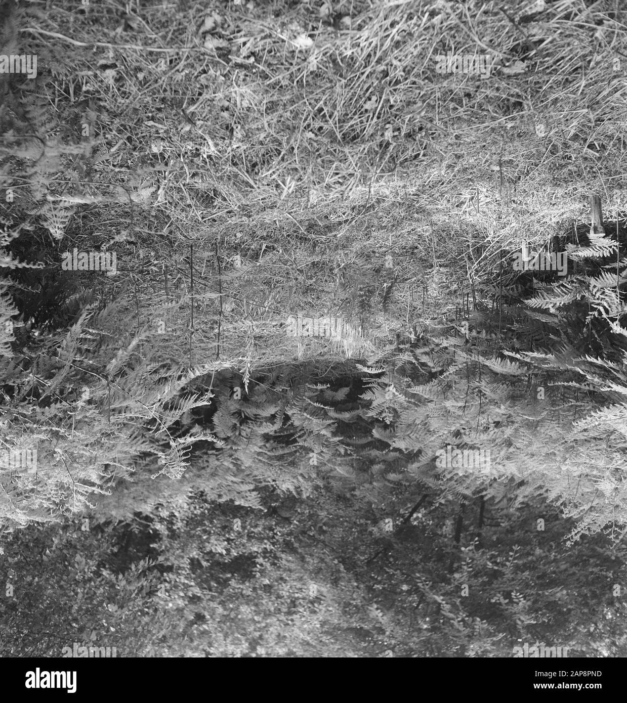 Wild landscape trees shrubs Black and White Stock Photos & Images - Alamy