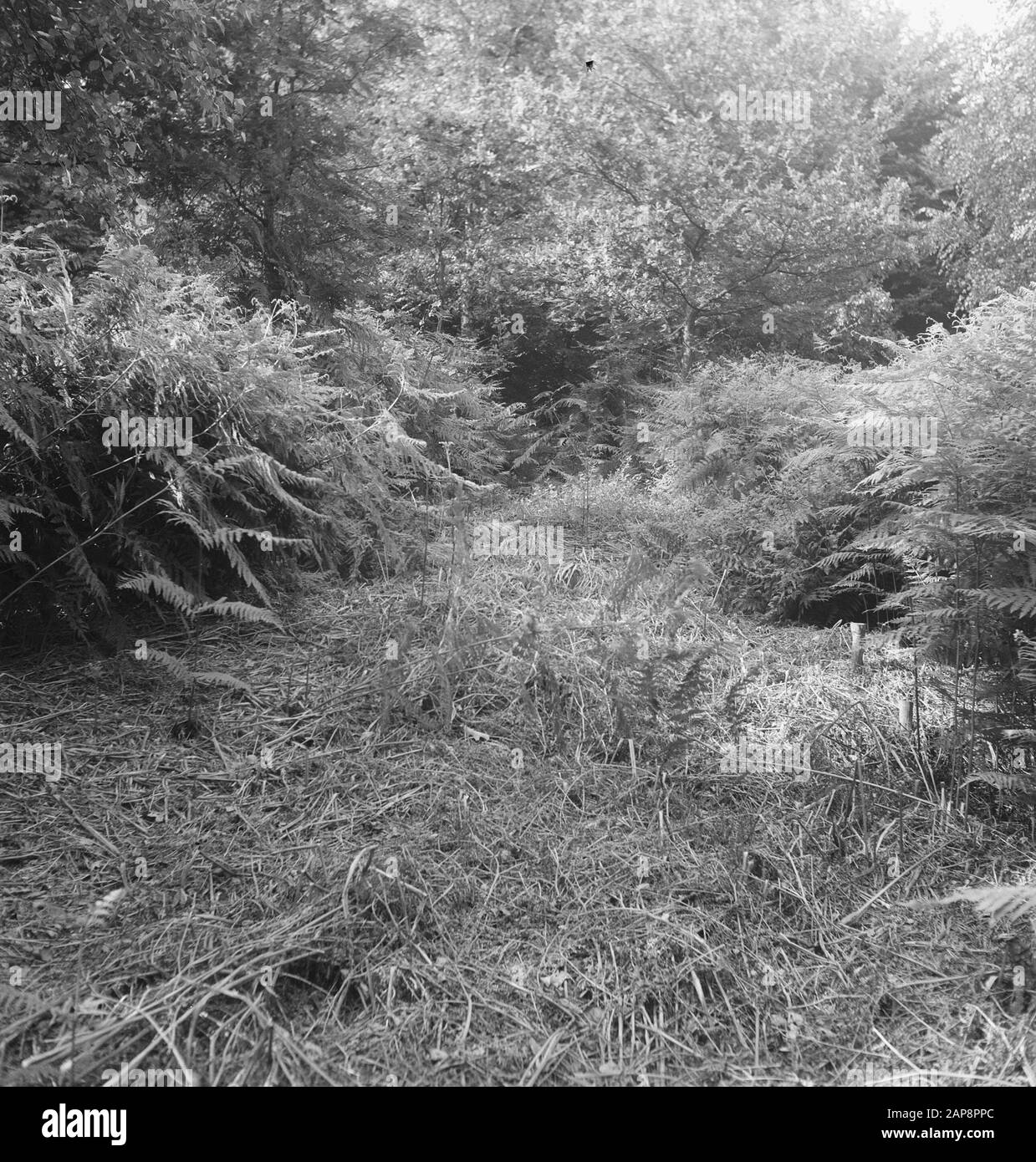 Forest ecosystem role Black and White Stock Photos & Images - Alamy