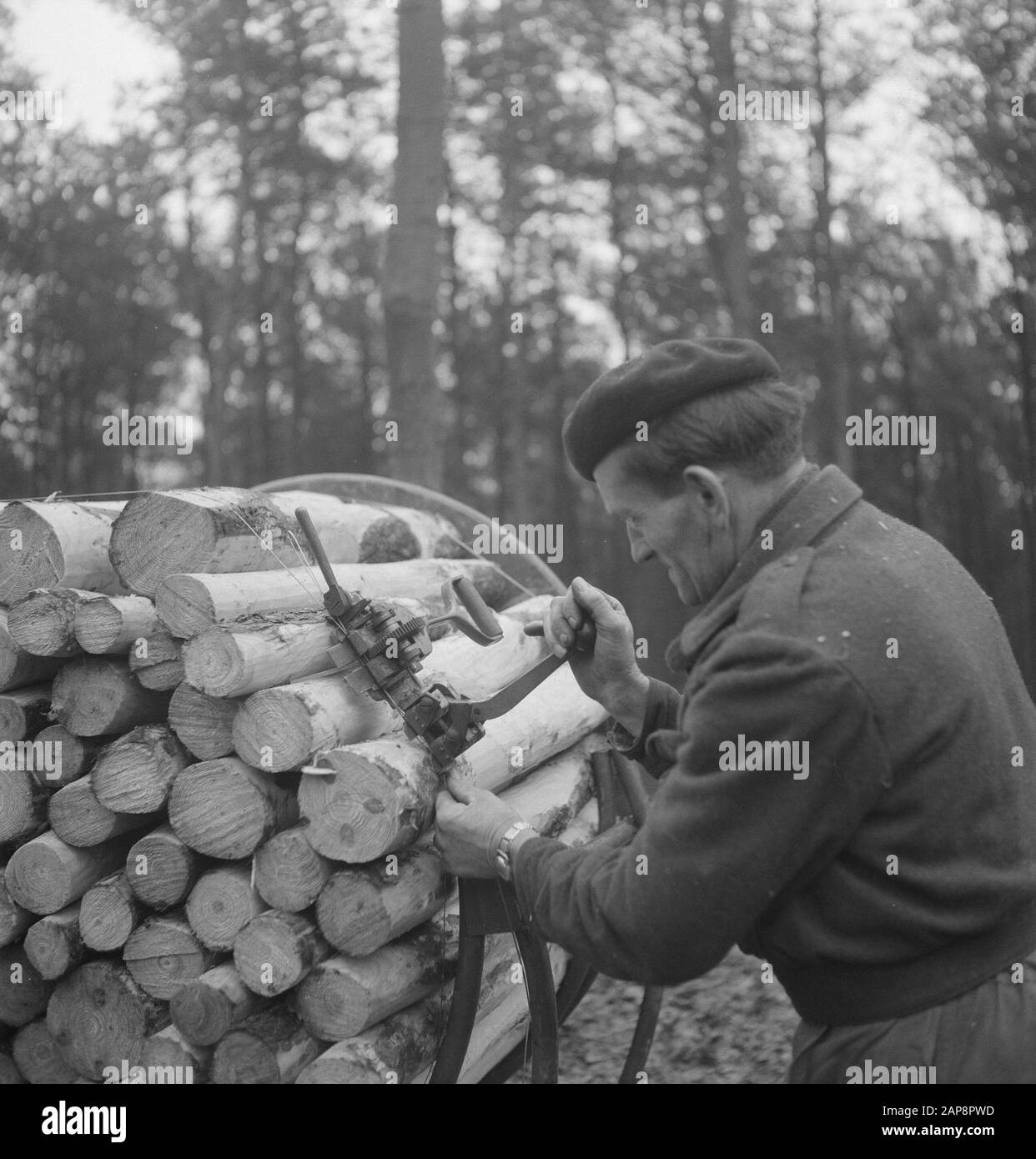 forestry, workers, logs, carts, tying Date: undated Keywords: workers ...