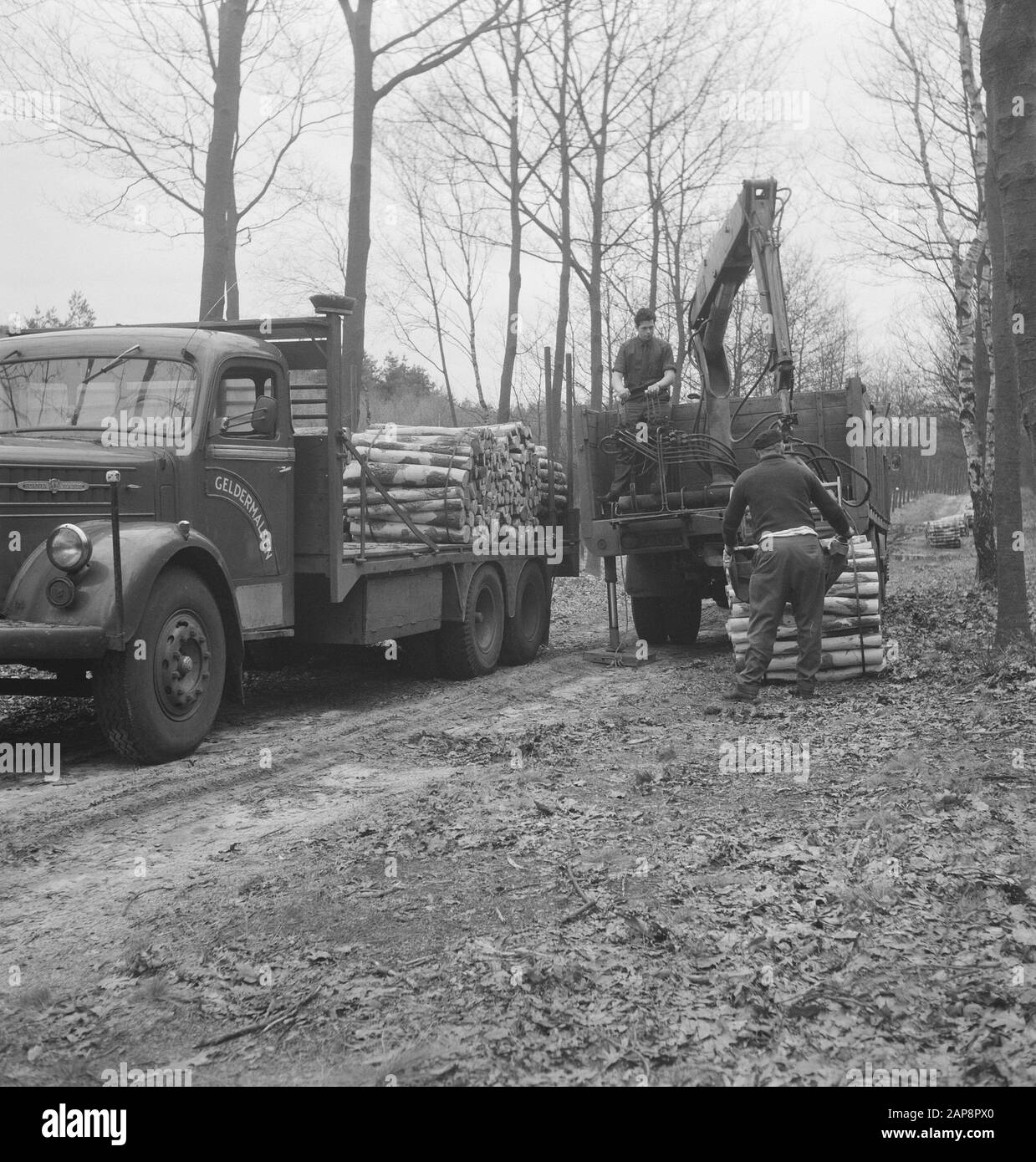 forests, logs, tow trucks, trucks, loading works, workers Date: undated ...