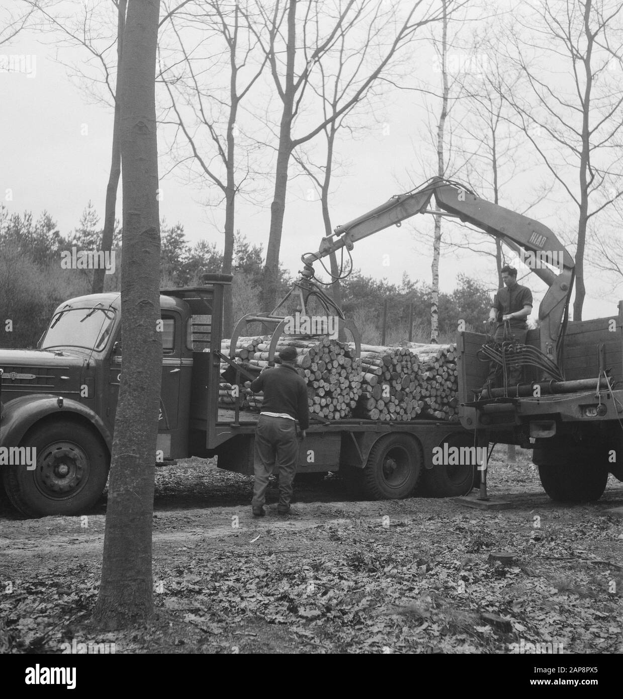 forests, logs, tow trucks, trucks, loading works, workers Date: undated ...