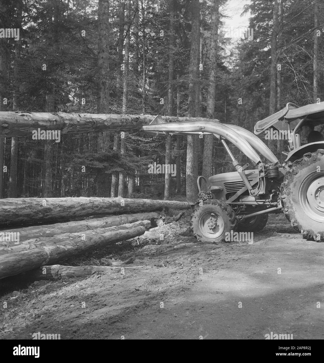 Lifting tree trunks Black and White Stock Photos & Images - Alamy