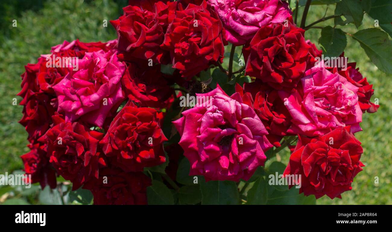 Blooming beautiful colorful red roses as floral background Stock Photo ...