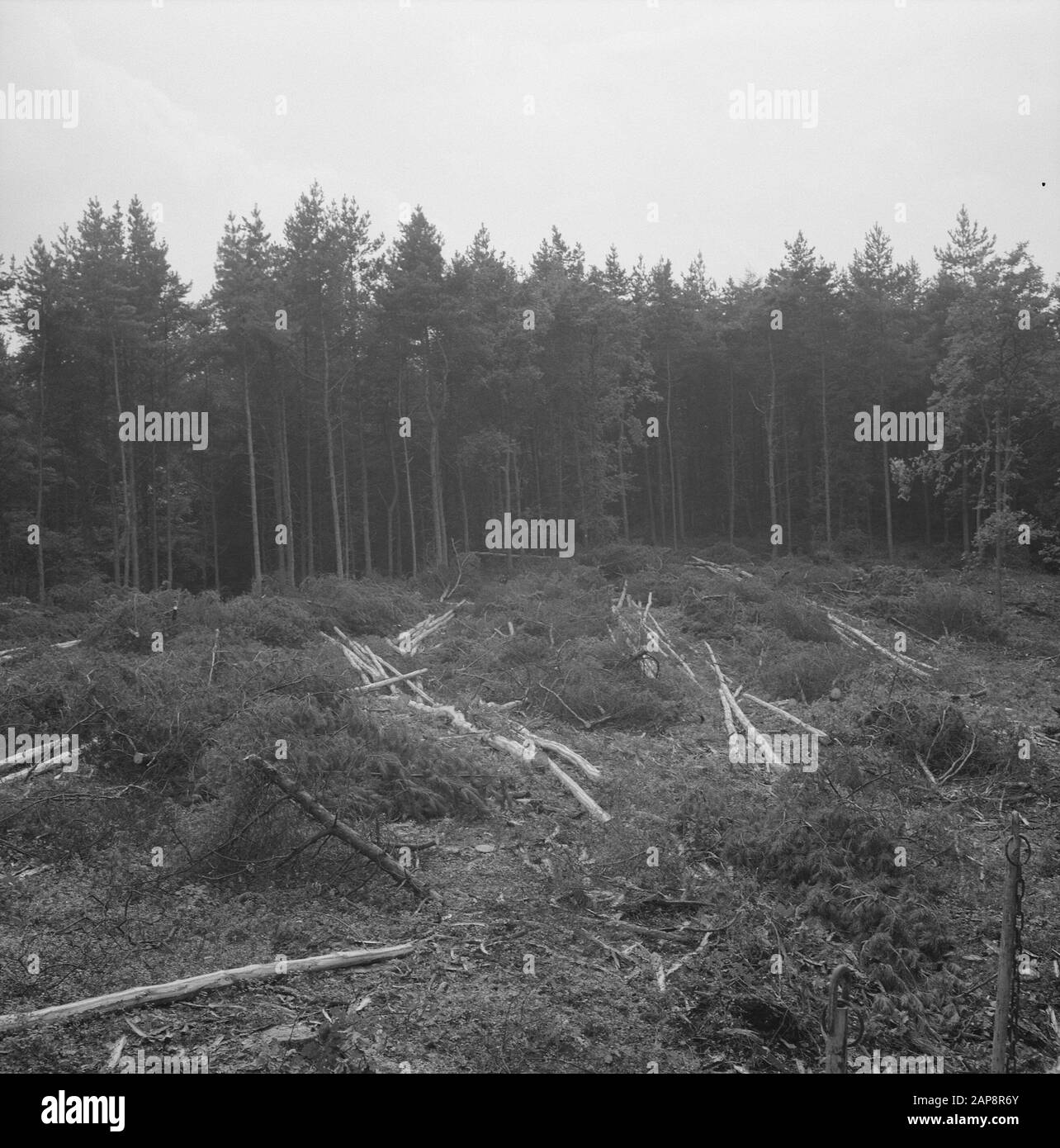 woodworking, tree trunks, tree sheets Date: undated Keywords: trees ...