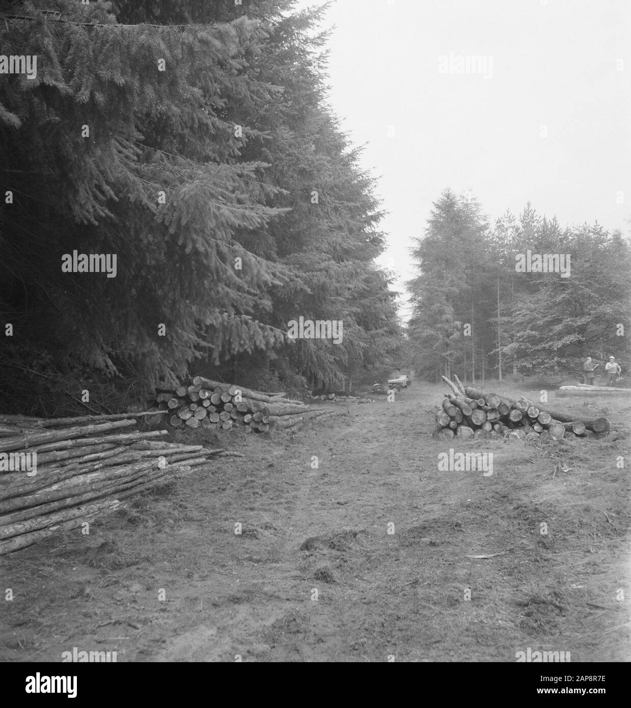 woodworking, logs, overviews Date: undated Keywords: tree trunks ...