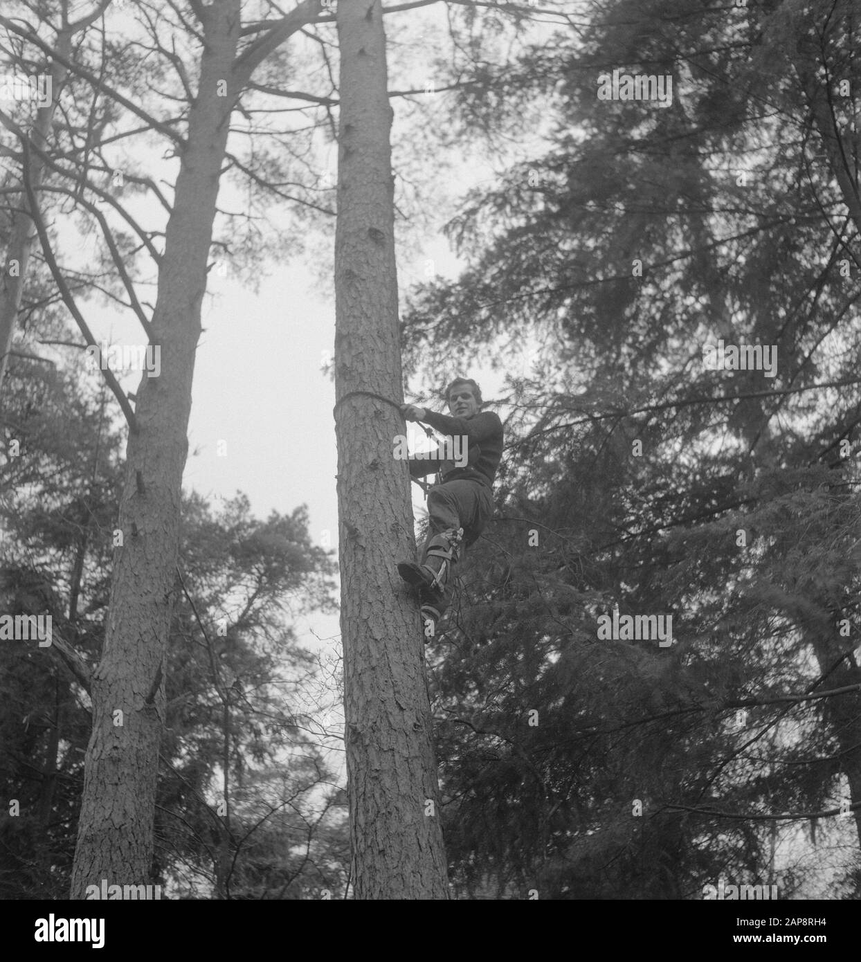 forestry, workers, tools, trees climbing Date: undated Keywords ...