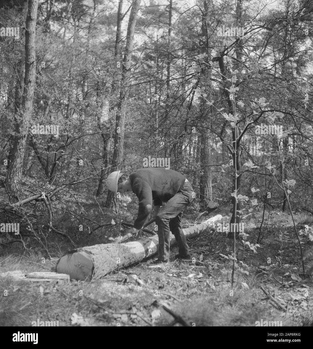 forestry, workers, tools, tree trunks, tree sheets Date: undated ...
