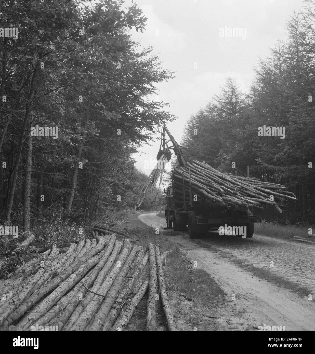 forestry, trucks, tow trucks, tree trunks, towing work Date: undated ...