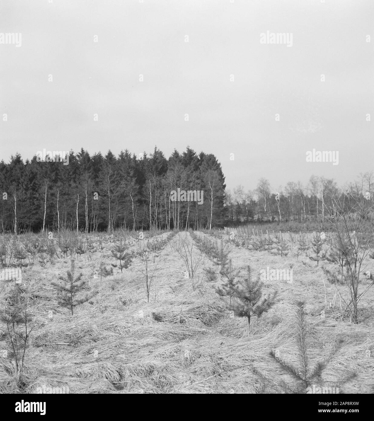 Overview forestry Black and White Stock Photos & Images - Alamy