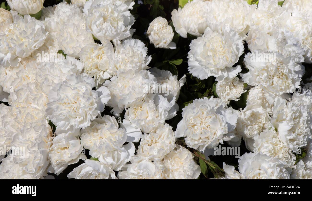 Blooming beautiful colorful fresh natural flowers in view Stock Photo ...