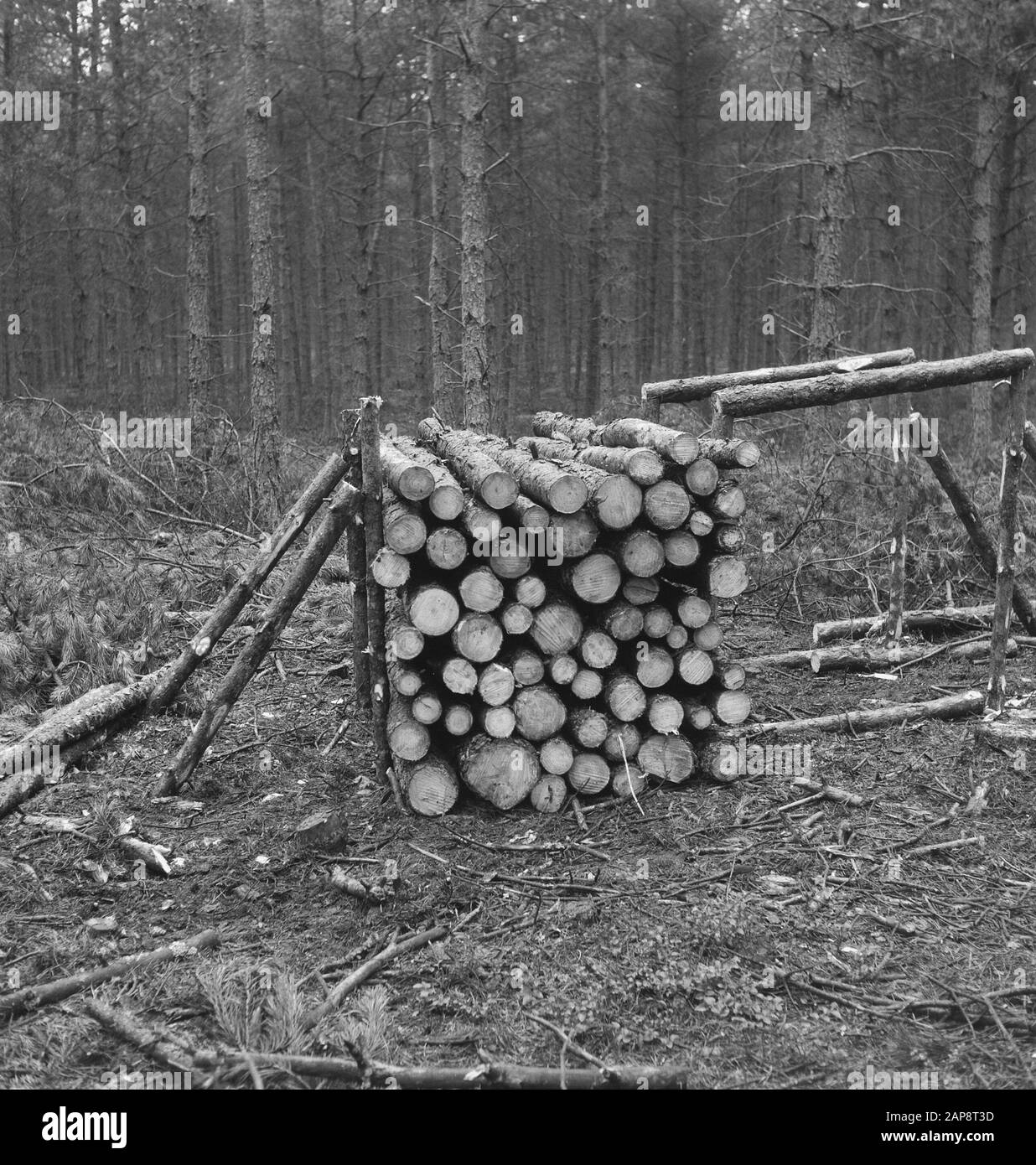 Stacking logs Black and White Stock Photos & Images - Alamy