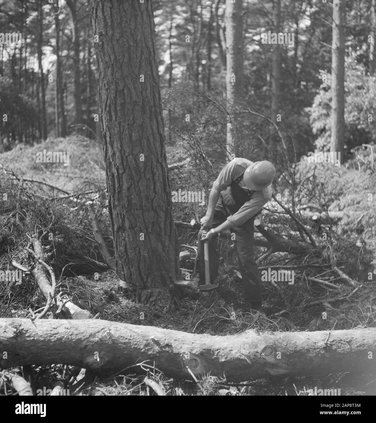 Forestry management crew hi-res stock photography and images - Alamy