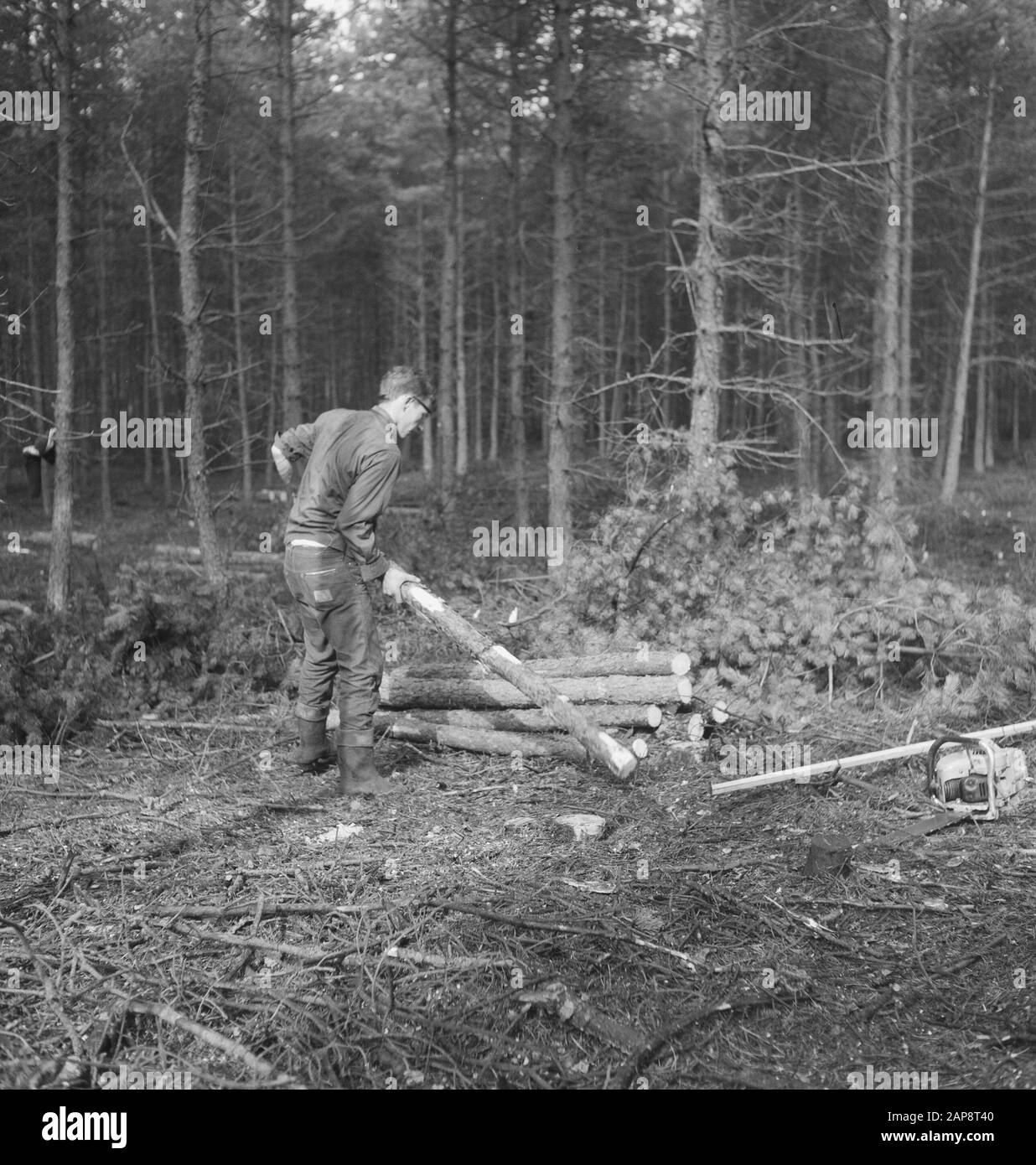Bark trunks Black and White Stock Photos & Images - Alamy