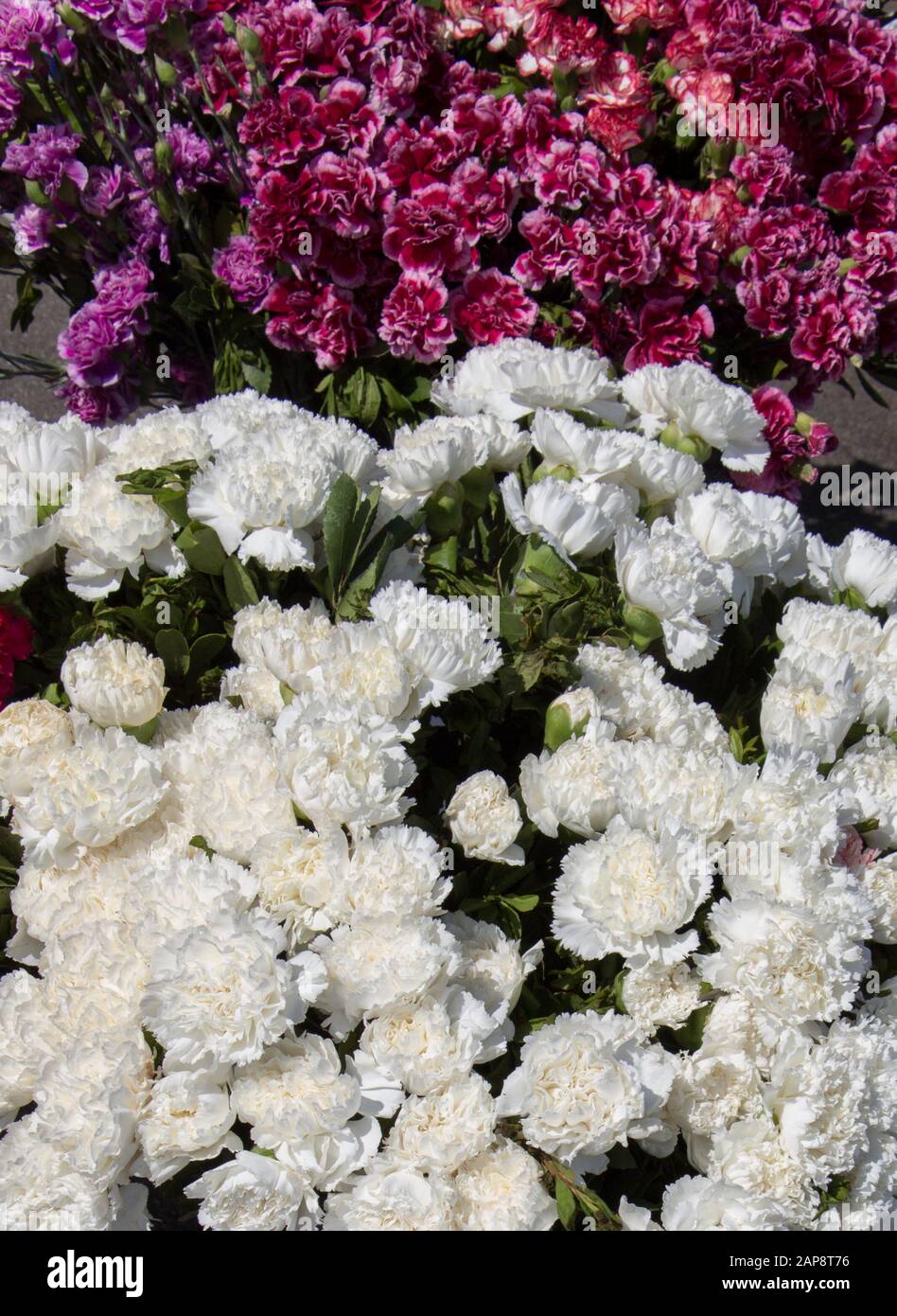 Blooming beautiful colorful fresh natural flowers in view Stock Photo ...