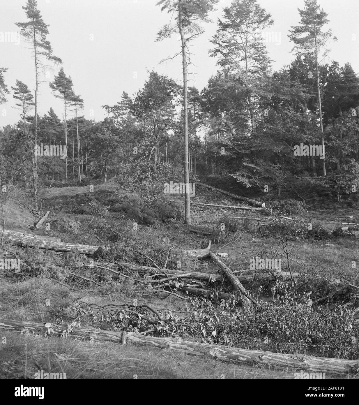 Overview forestry Black and White Stock Photos & Images - Alamy