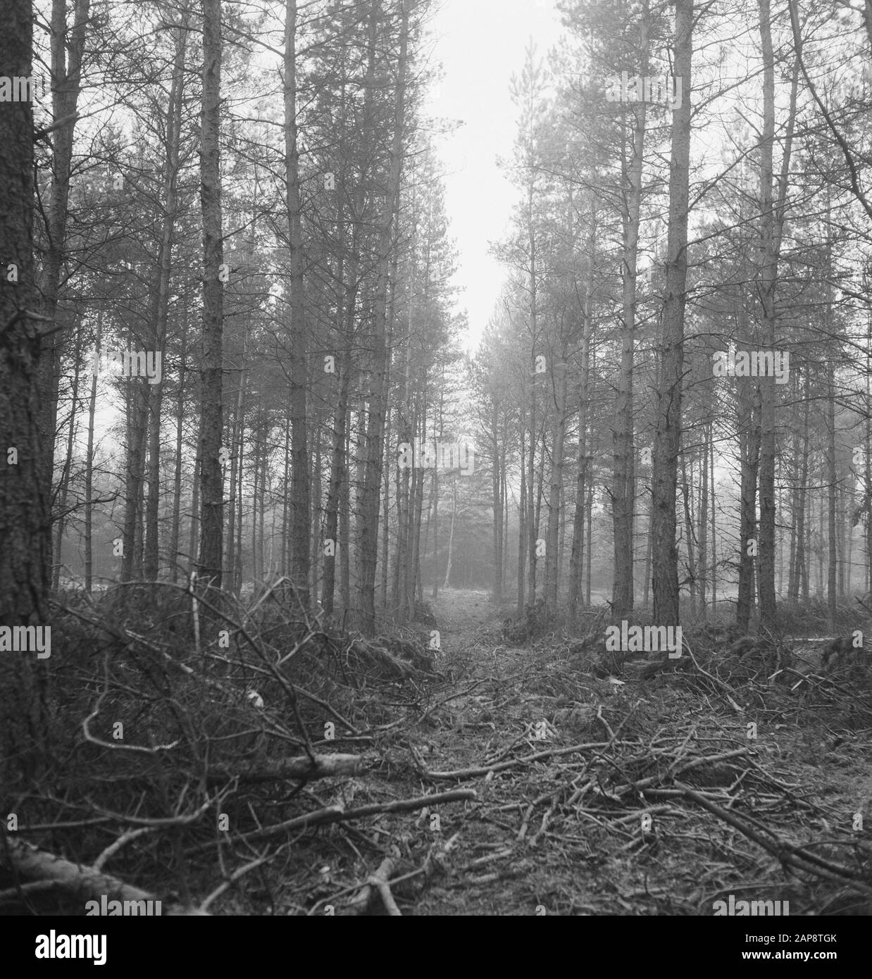 Overview forestry Black and White Stock Photos & Images - Alamy