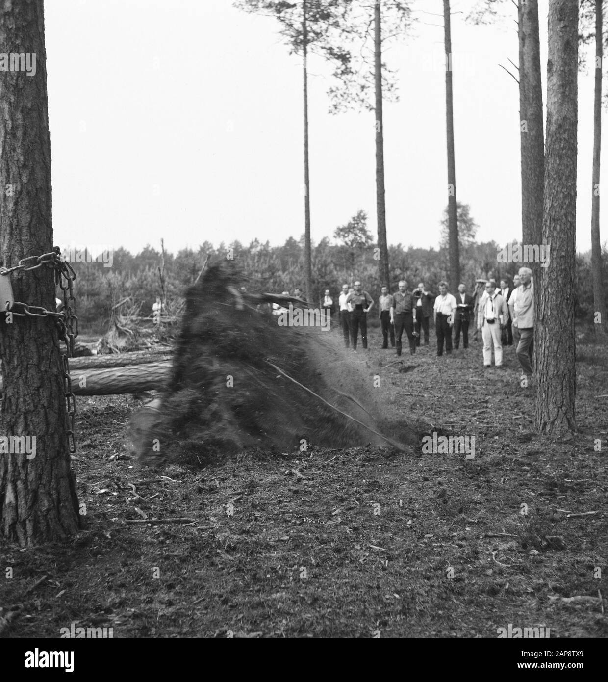 forests, workers, trees, overturning Date: undated Keywords: workers ...