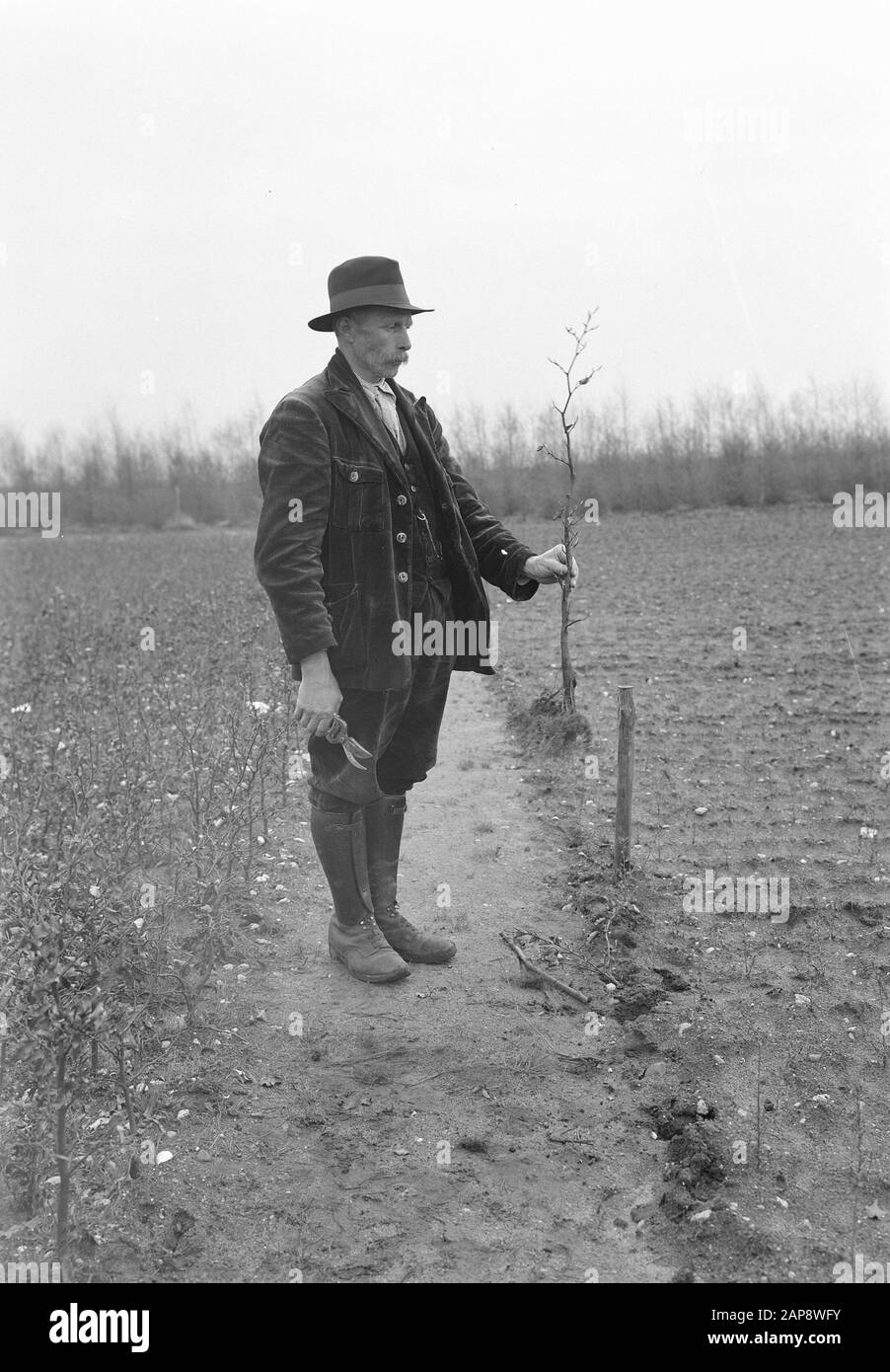 Gardening shrub Black and White Stock Photos & Images - Alamy