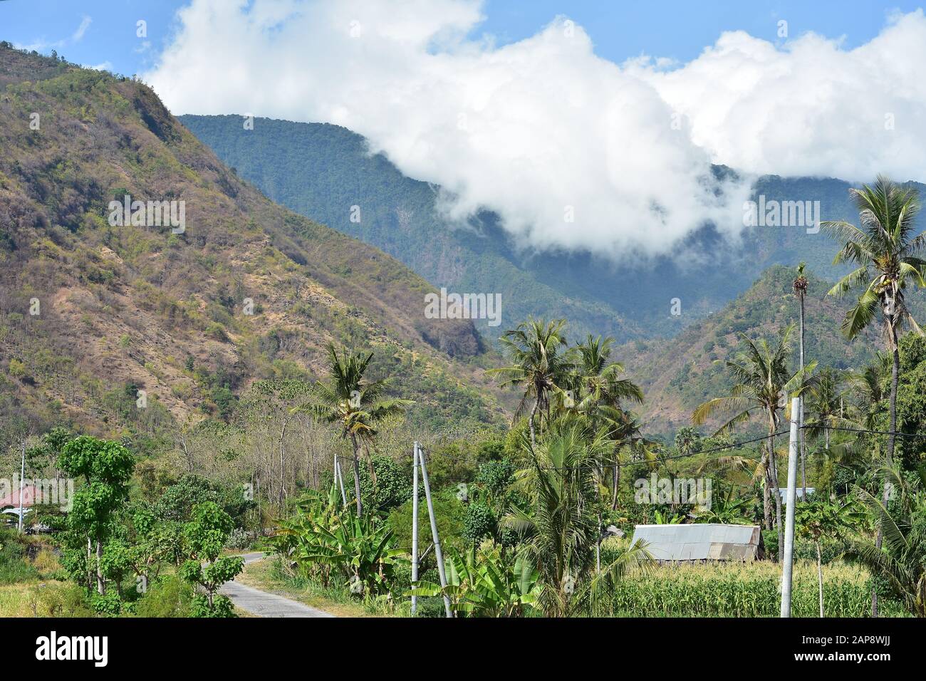 Volcanic hills behind dense tropical vegetation in narrow flat coastal ...