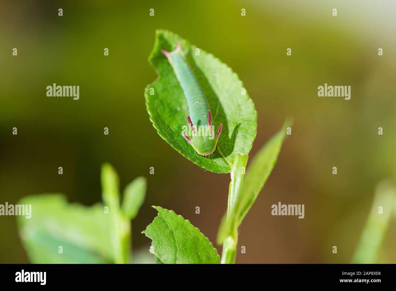 Caterpillar two tailed pasha butterfly hi-res stock photography and ...