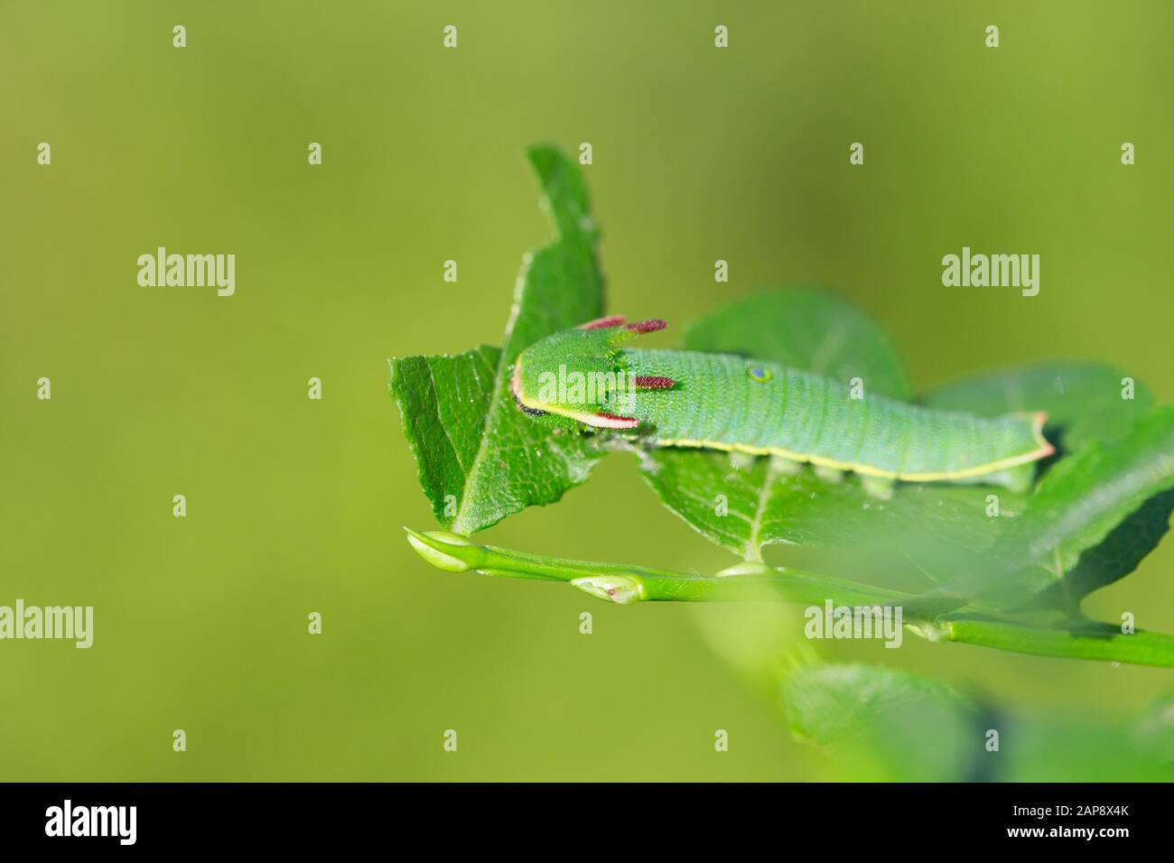 Caterpillar two tailed pasha butterfly hi-res stock photography and ...