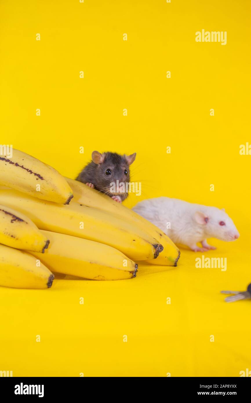 Banana Rats White Anima Macau | Anima–August Sad News (FM012 White