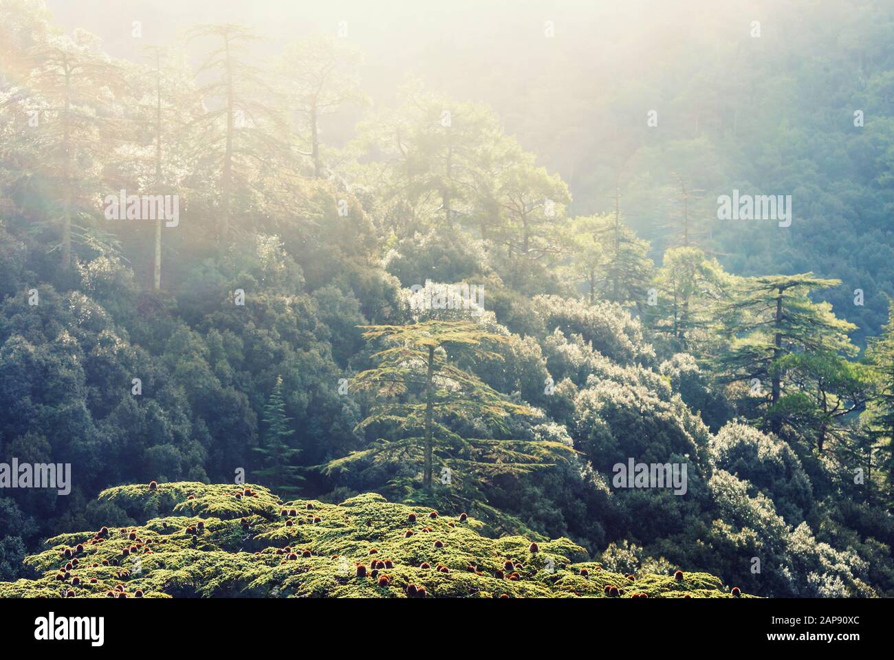 Green cedar trees in Cyprus mountains Stock Photo - Alamy