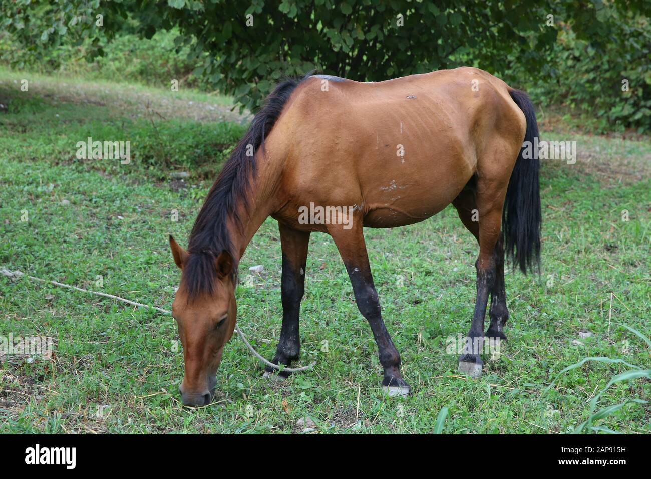portrait of brown horse grazing in a meadow . horse on a leash eating ...
