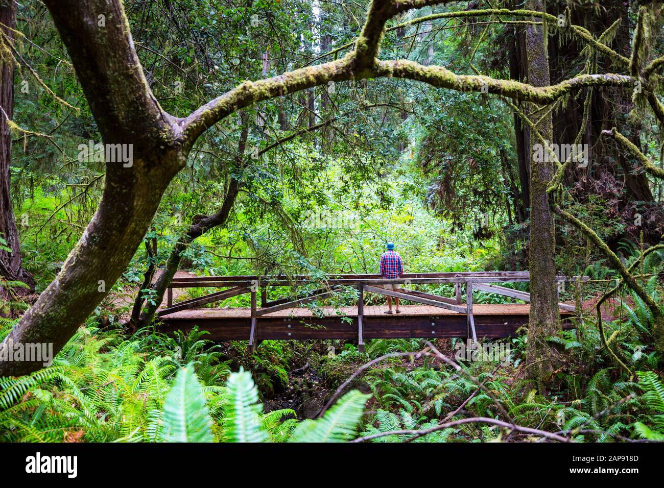 Redwood trees in Northern California forest, USA Stock Photo - Alamy