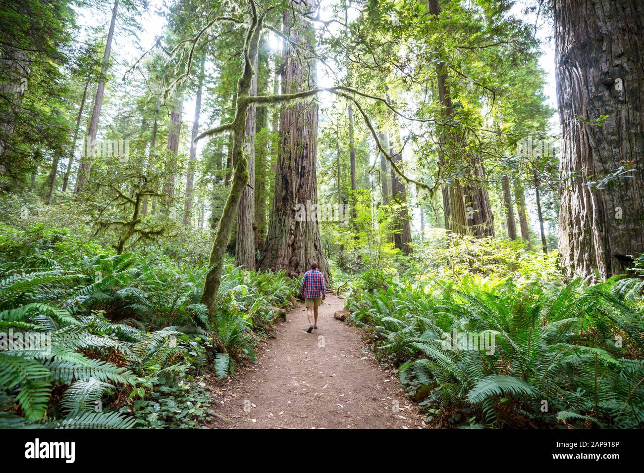 Redwood trees in Northern California forest, USA Stock Photo - Alamy