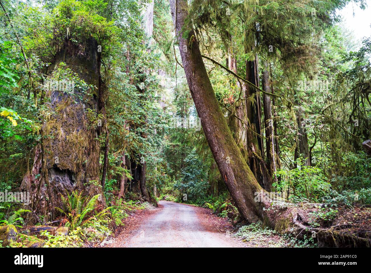 Redwood trees in Northern California forest, USA Stock Photo - Alamy