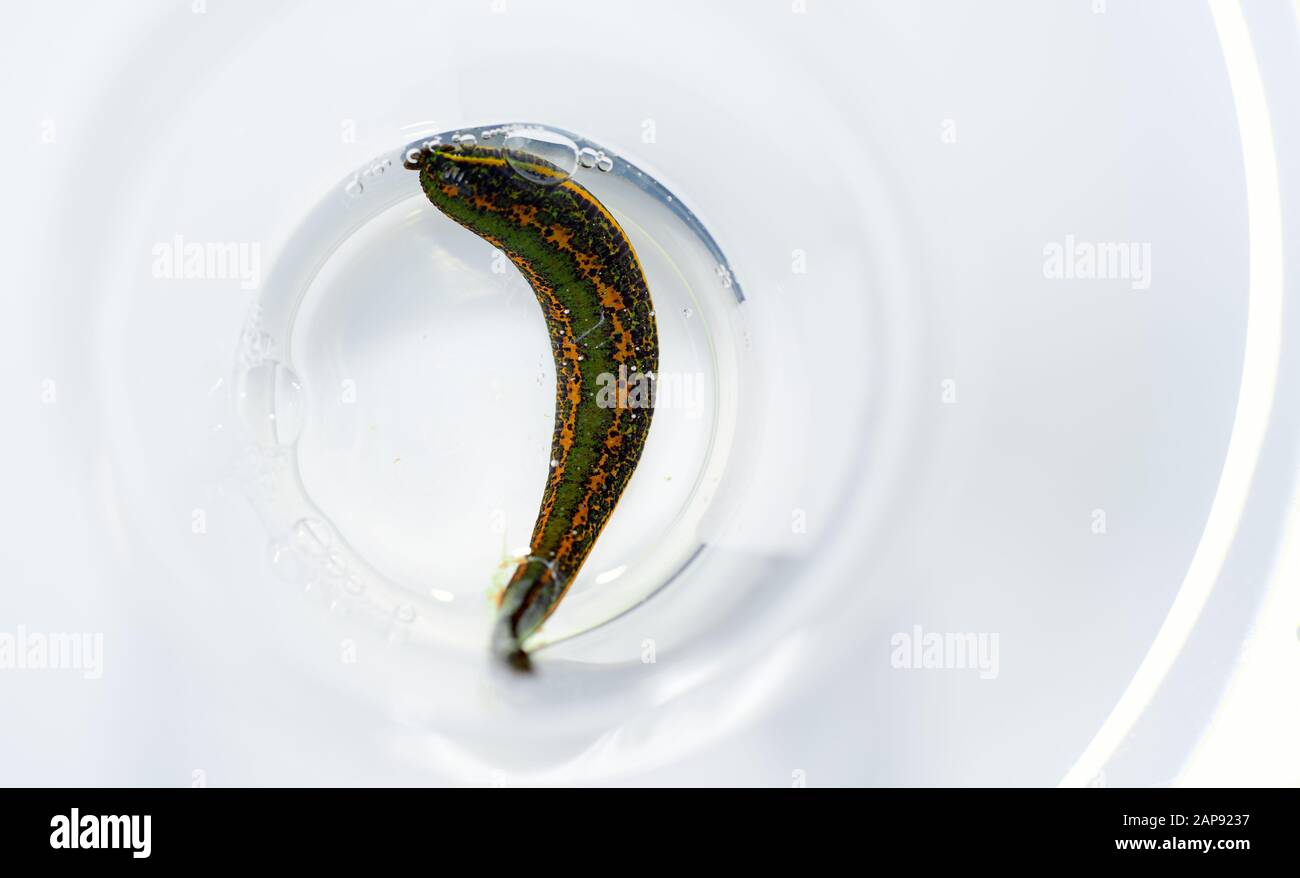 hirudotherapy, medical leech the suction blood of Stock Photo - Alamy
