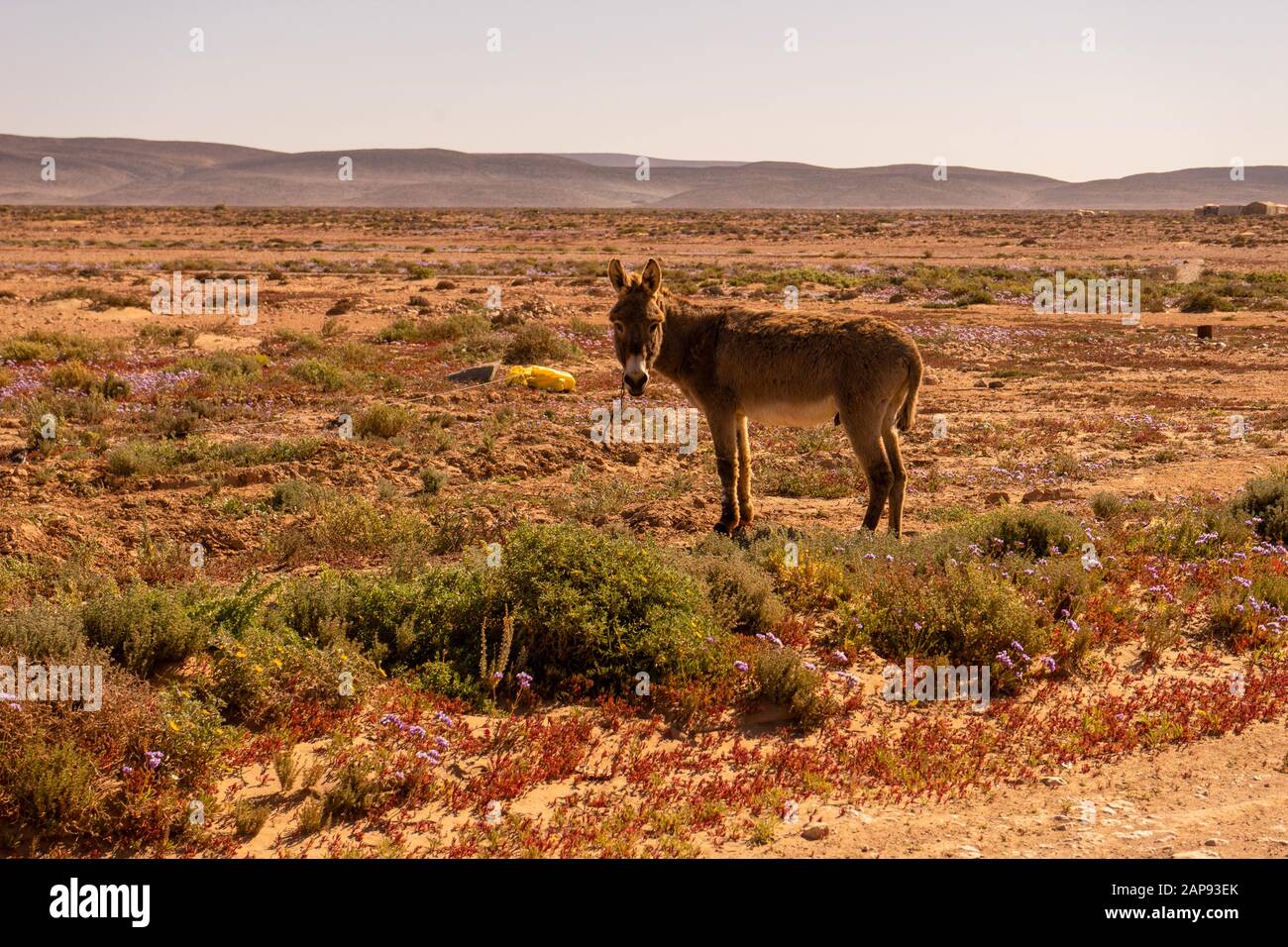 Desert Donkey Morocco High Resolution Stock Photography and Images - Alamy