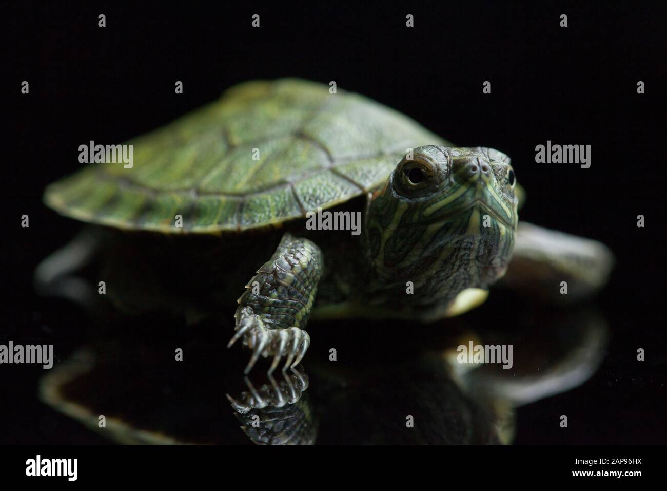 Red-eared Slider (Trachemys scripta elegans)isolated on a black ...