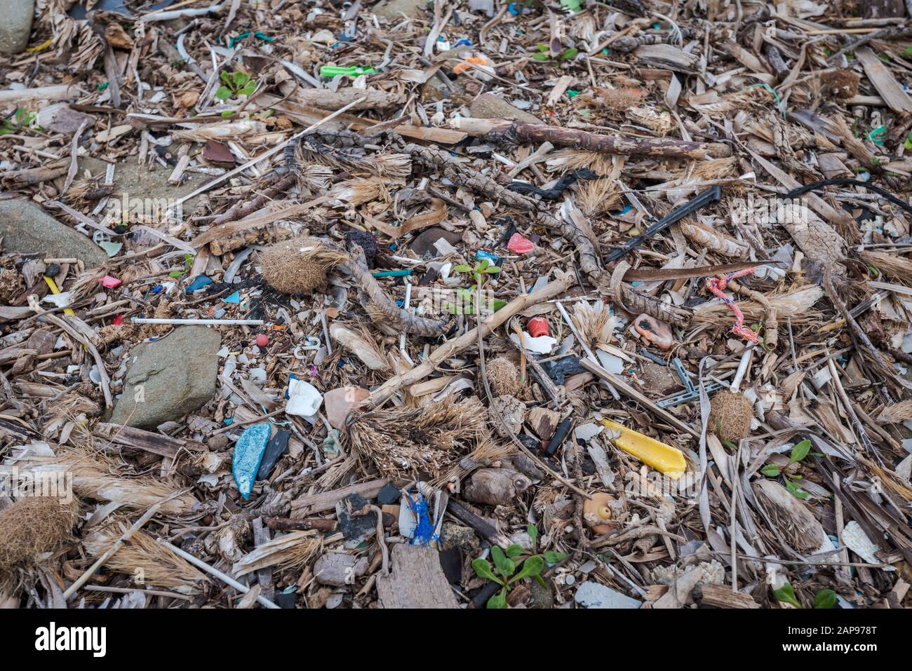 plastic pollution mixed with dried seaweed on paradisaical beaches in ...