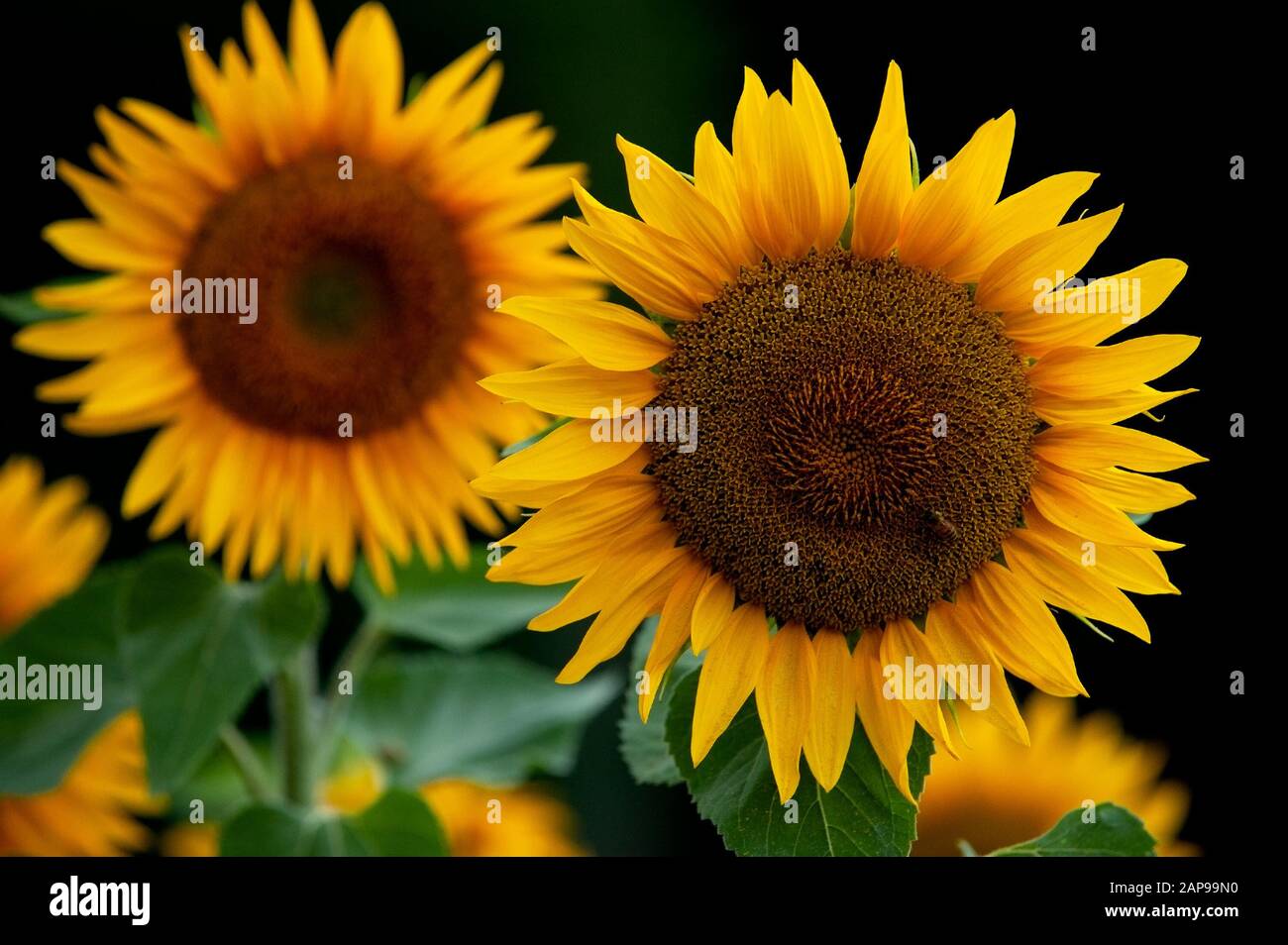 Suflowers hi-res stock photography and images - Alamy