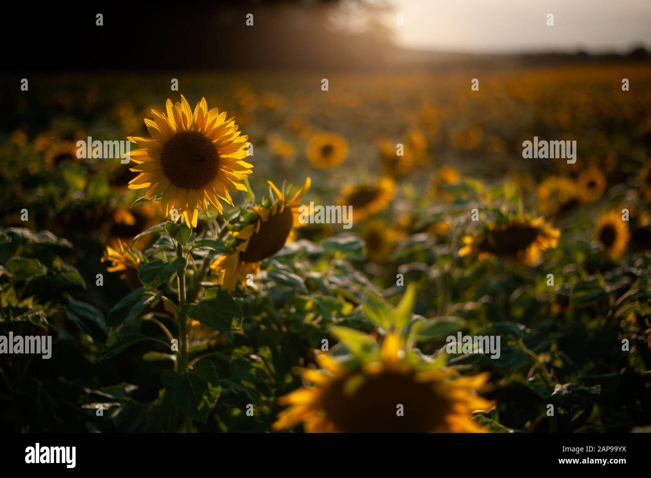 Suflowers hi-res stock photography and images - Alamy