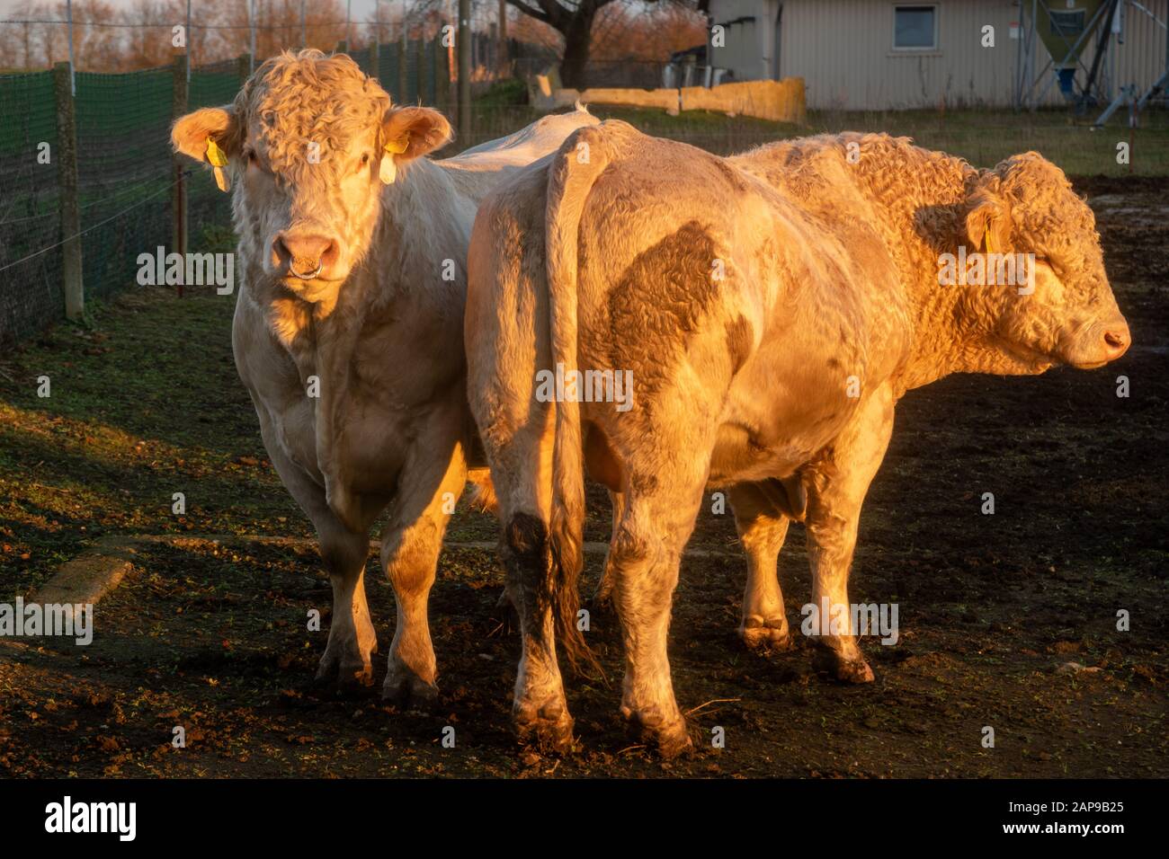 Charolaise cow hi-res stock photography and images - Alamy