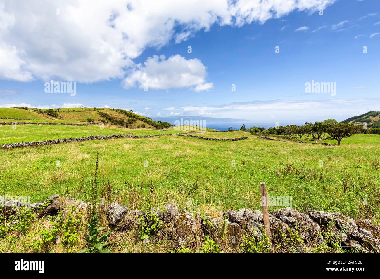 Azores hydrangea farm hi-res stock photography and images - Alamy