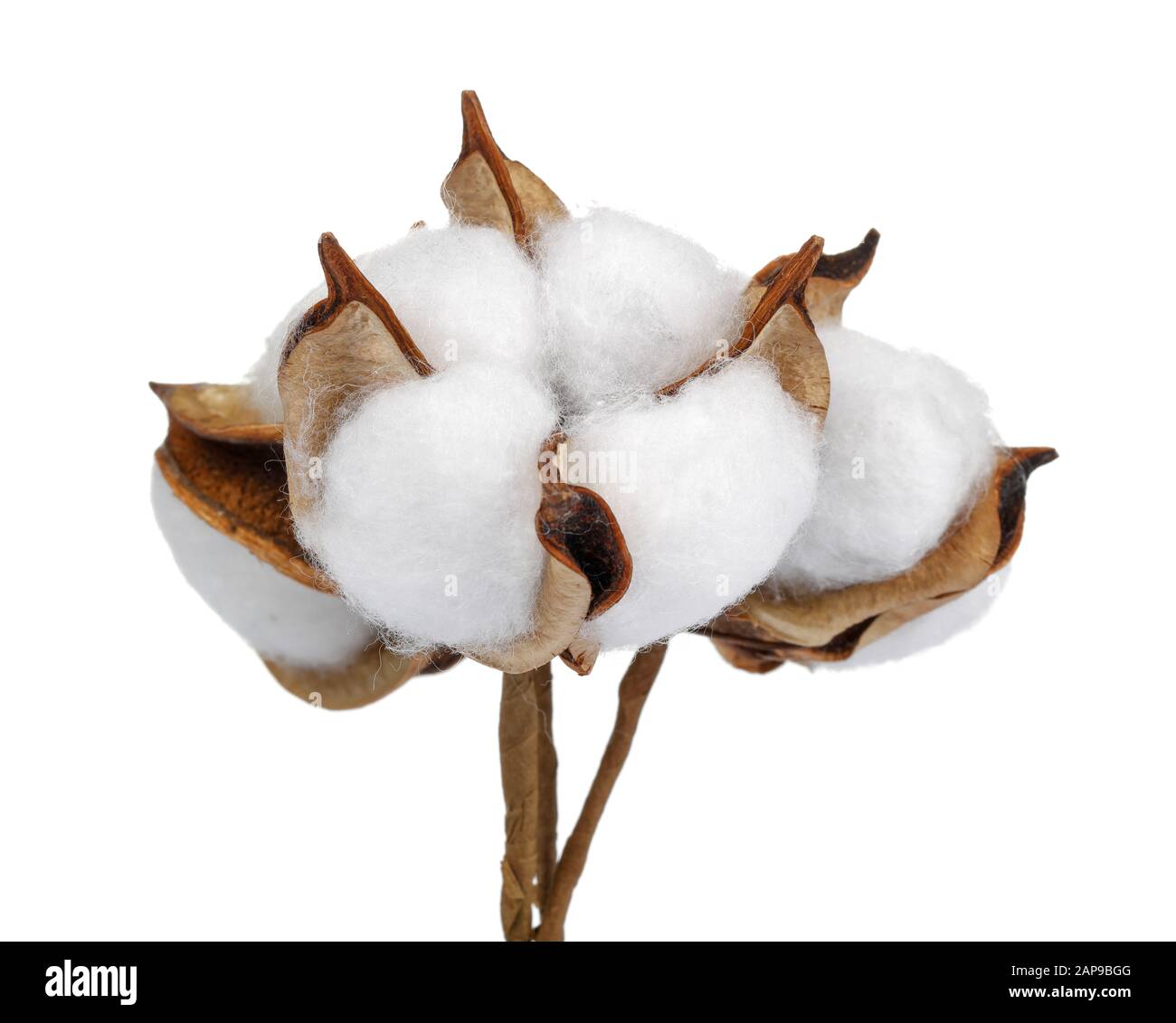 Cotton boll isolated on white background. Studio shot Stock Photo - Alamy