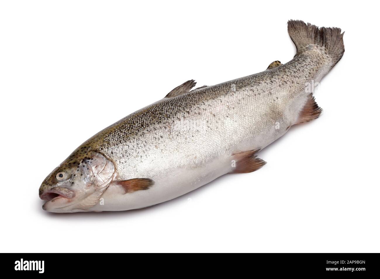 Fresh salmon fish isolated on white background Stock Photo - Alamy