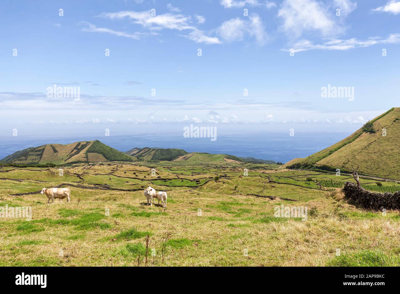 Azores hydrangea farm hi-res stock photography and images - Alamy