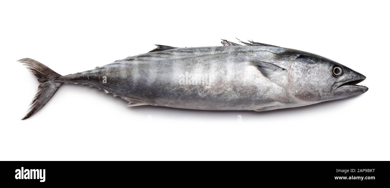 Fresh Bonito fish isolated on white background Stock Photo - Alamy