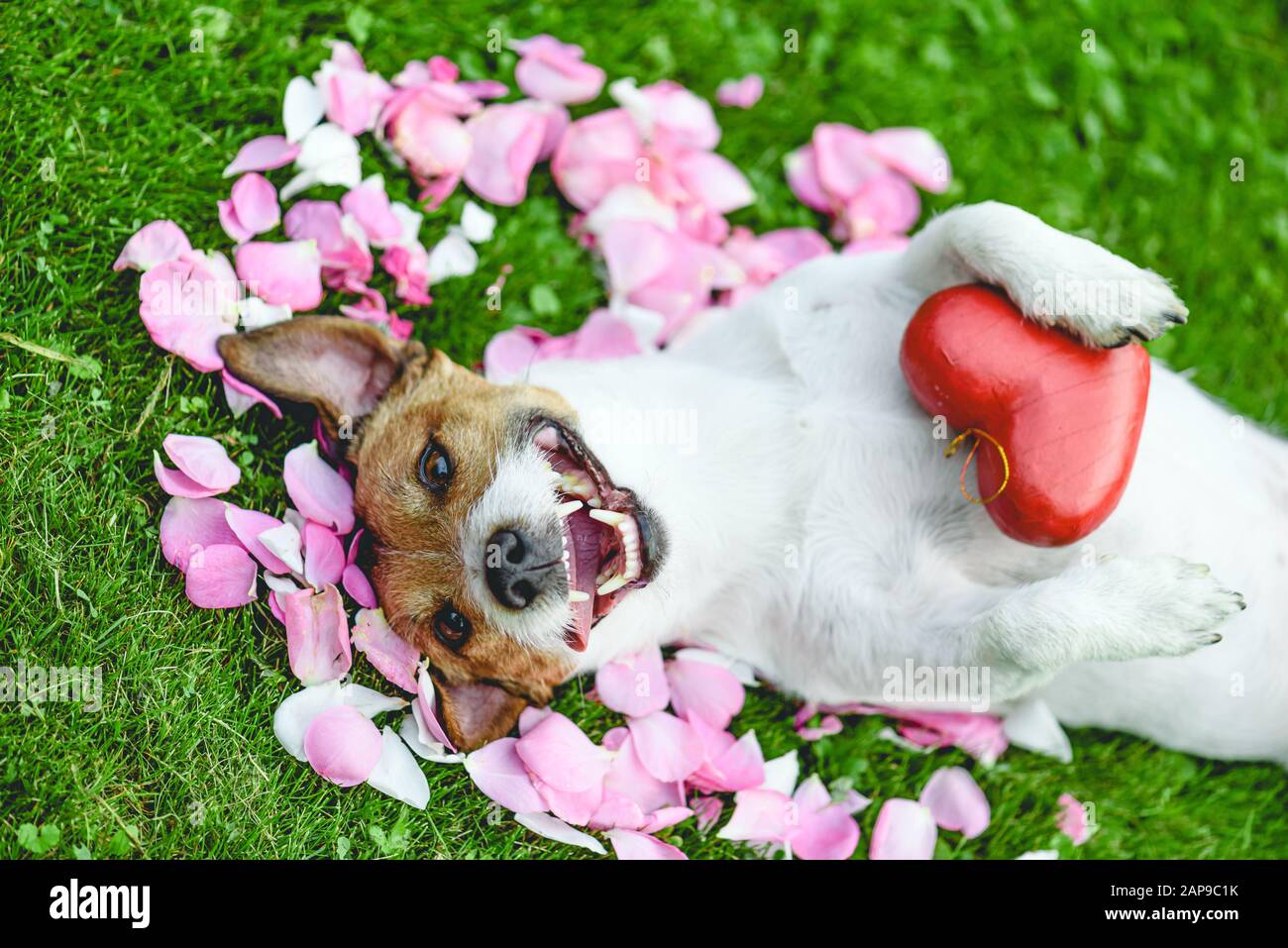 Happy dog lying on rose flower petals holding heart in paws as love and ...