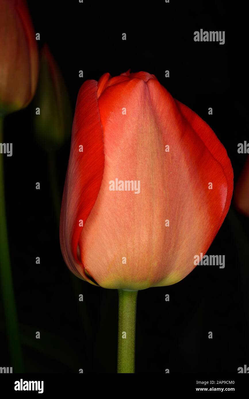 Side view of an orange Tulip or Tulipa Stock Photo - Alamy
