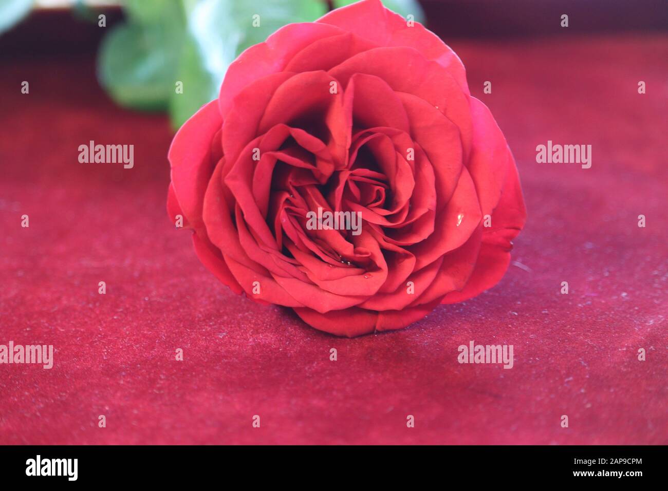 fresh dark red roses close up texture and red blurry background Stock ...