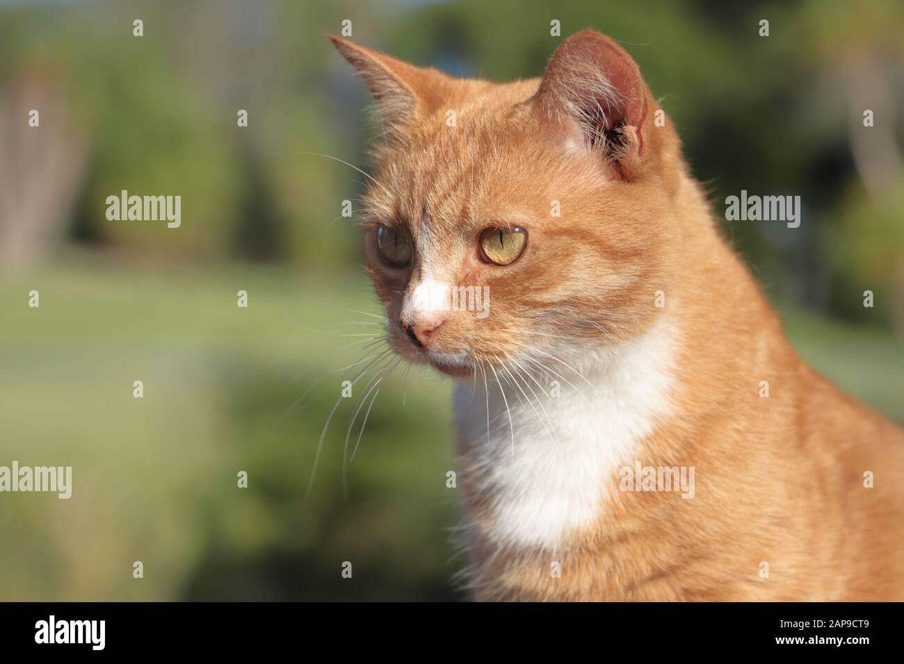 Orange cat with trees in background hi-res stock photography and images ...