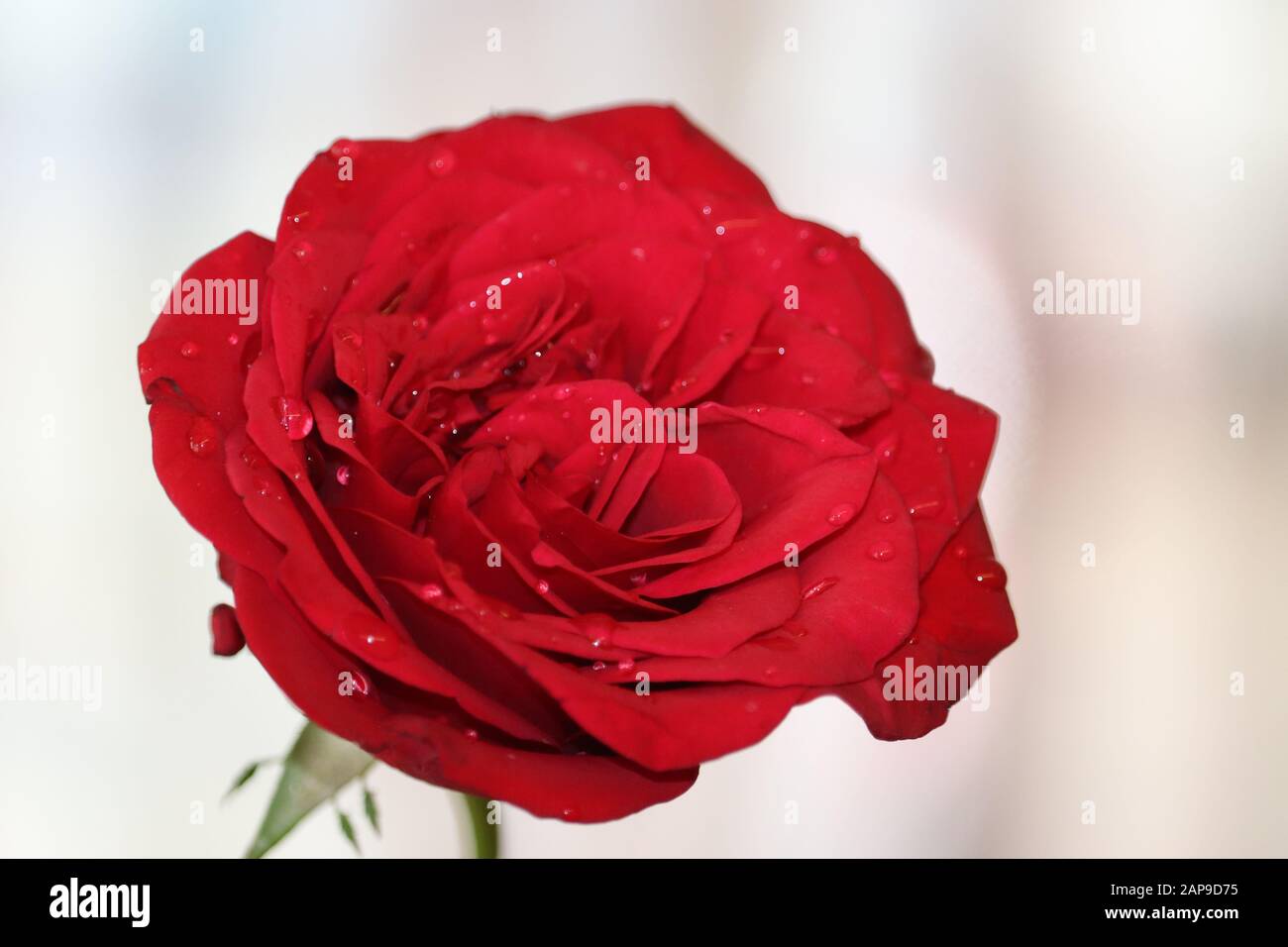 Close up view of natural red rose with water drop on blurry background ...