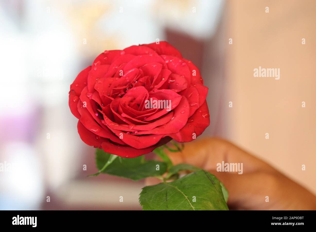 Close up view of natural red rose in hands of young woman Stock Photo ...
